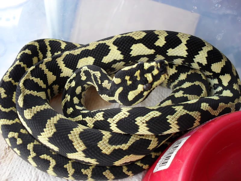 Our Carpet Pythons | Reptile Forums